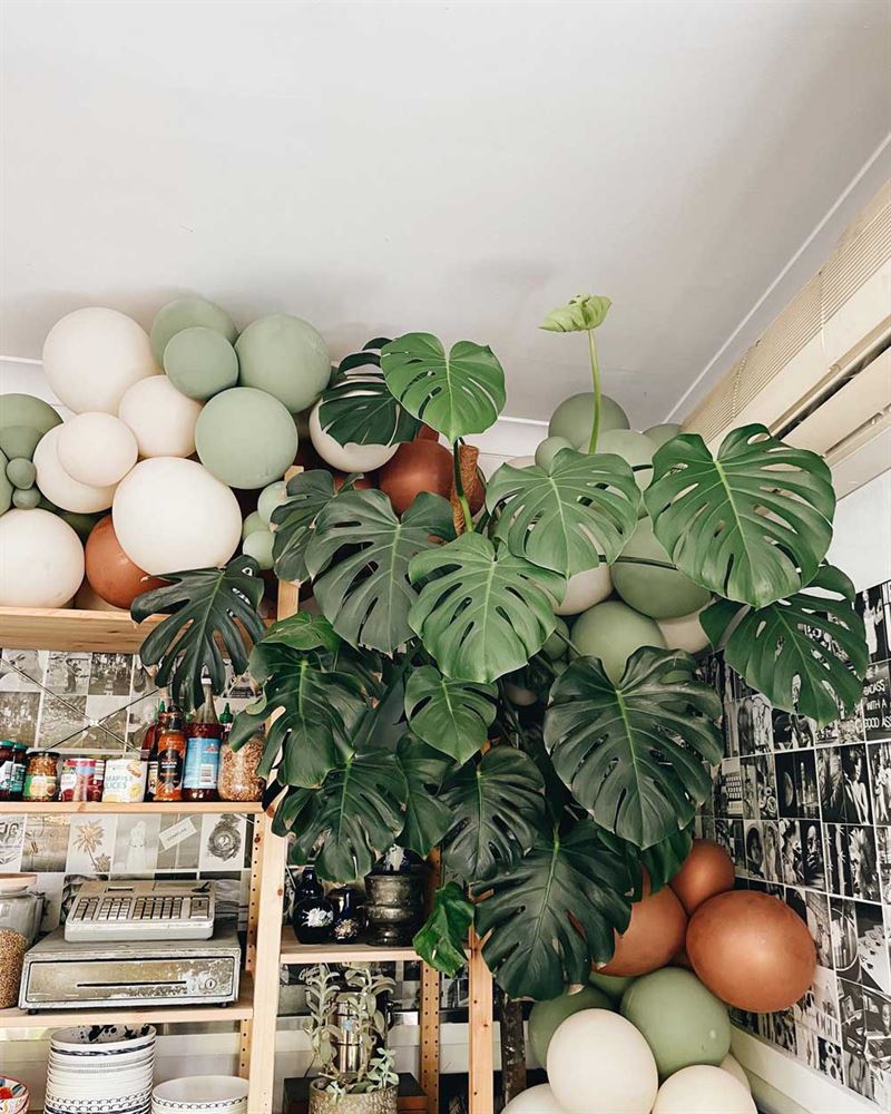 Lokha Cafe, Alexandria - Fusion Restaurant Menu, Phone, Reviews | AGFG