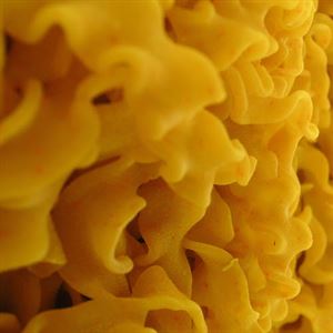 Pasta Al Dente, Capalaba - Italian Restaurant Menu, Phone, Reviews | AGFG