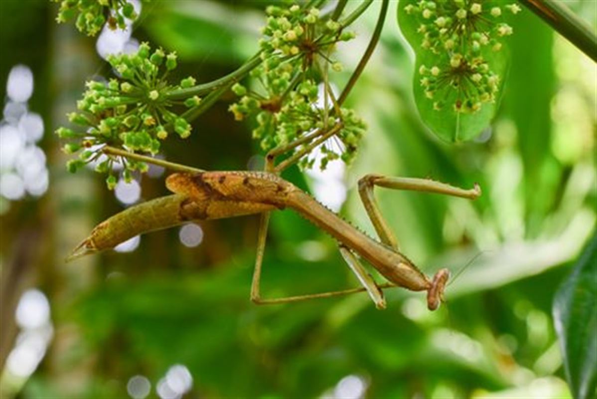 Mackay Regional Botanic Gardens, Mackay Attractions - Reviews, Phone ...