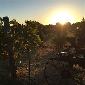 Pinelli Wines, Caversham Winery - Reviews, Phone, Bookings | AGFG