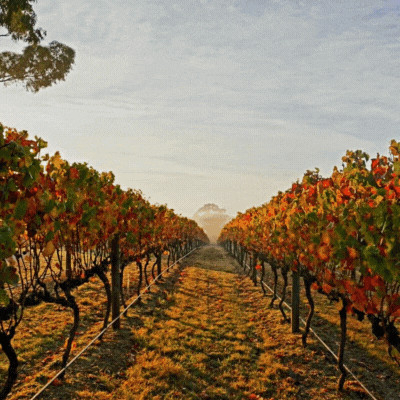 The Best Hoxton Park,NSW Accommodation, Accommodation in Hoxton Park | AGFG